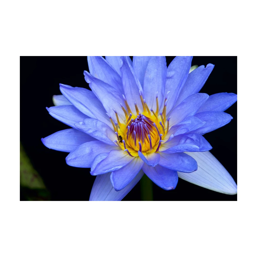 New Harvest Natural Premium Blue Lotus Petals Dried Blue Lotus Flower ...