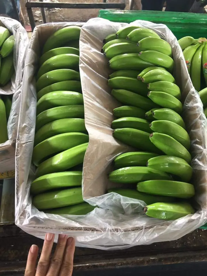 Vietnam Farm Fresh Green Cavendish Bananas with Custom Carton Box and ...