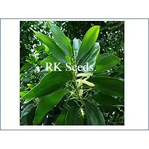 RK Seeds Australian Teak Seeds Acacia Mangium Tree Seed Black Wattle ...