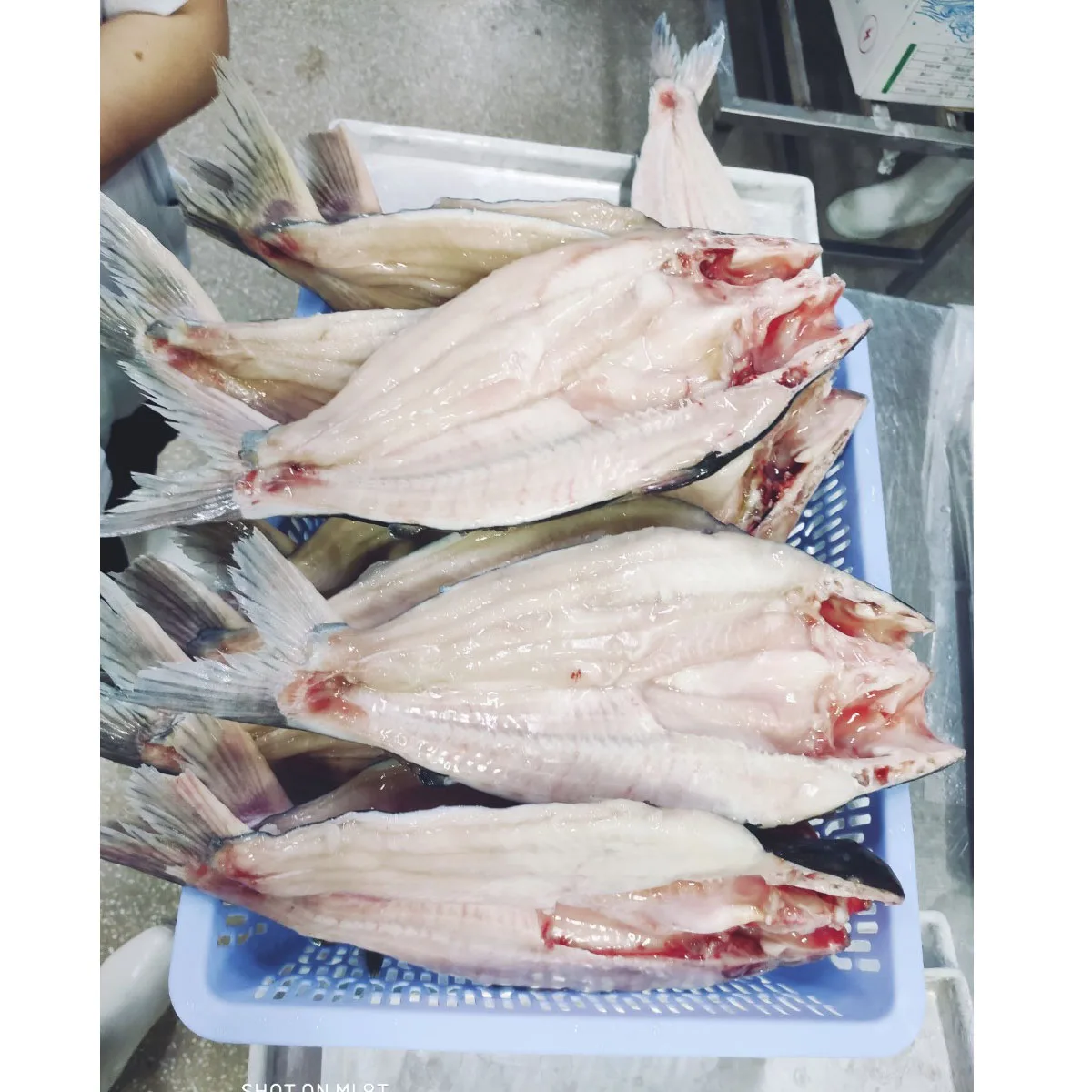 Frozen Pangasius Basa Well Trimmed Fillet For China Market 400gr Up Iqf ...