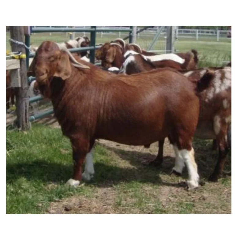 Boer Goats For Sale - Buy High Quality Live Stock Boer Goat Available For Sale At Low Price,100% ...