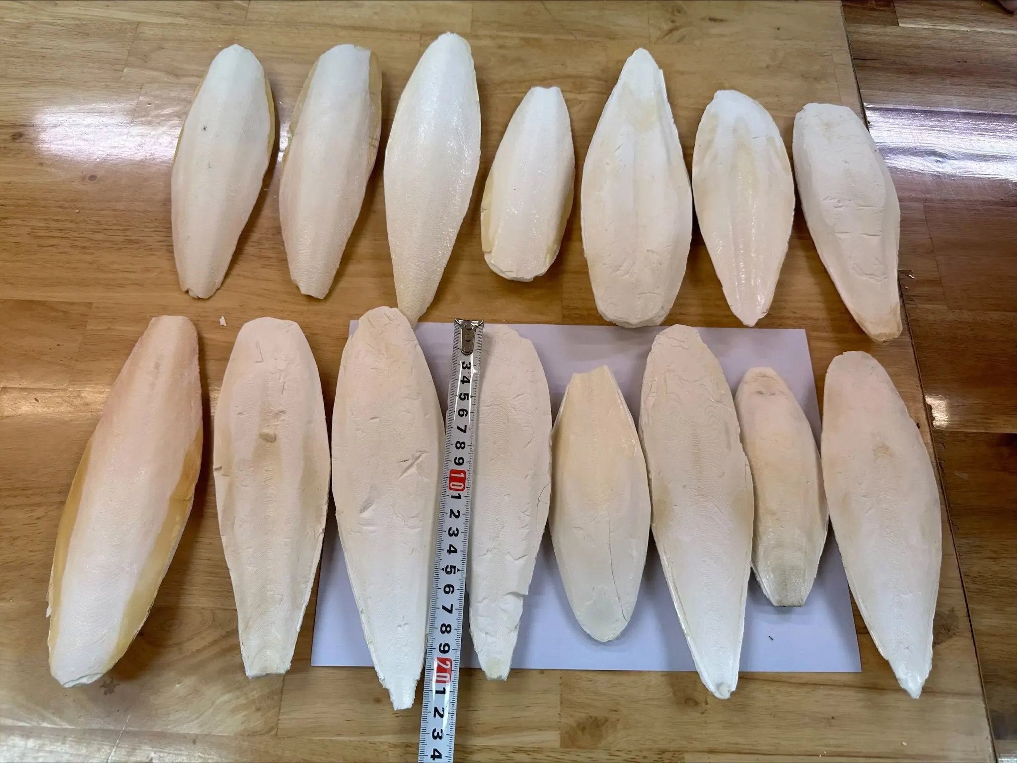 Cuttlefish Bone Ready To Export In Bulk - Buy Cuttlefish Bone In Bulk ...