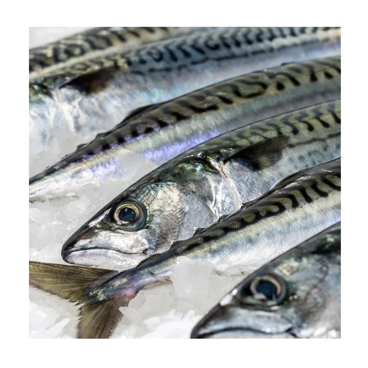 Original Frozen Whole Mackerel Fish At Cheap Wholesale Price - Buy High ...