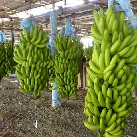 FRESH BANANA FROM TURKEY| Alibaba.com