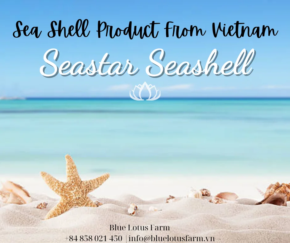 High Quality Mix Decorative Seashell Natural Decoration Shells - Buy ...