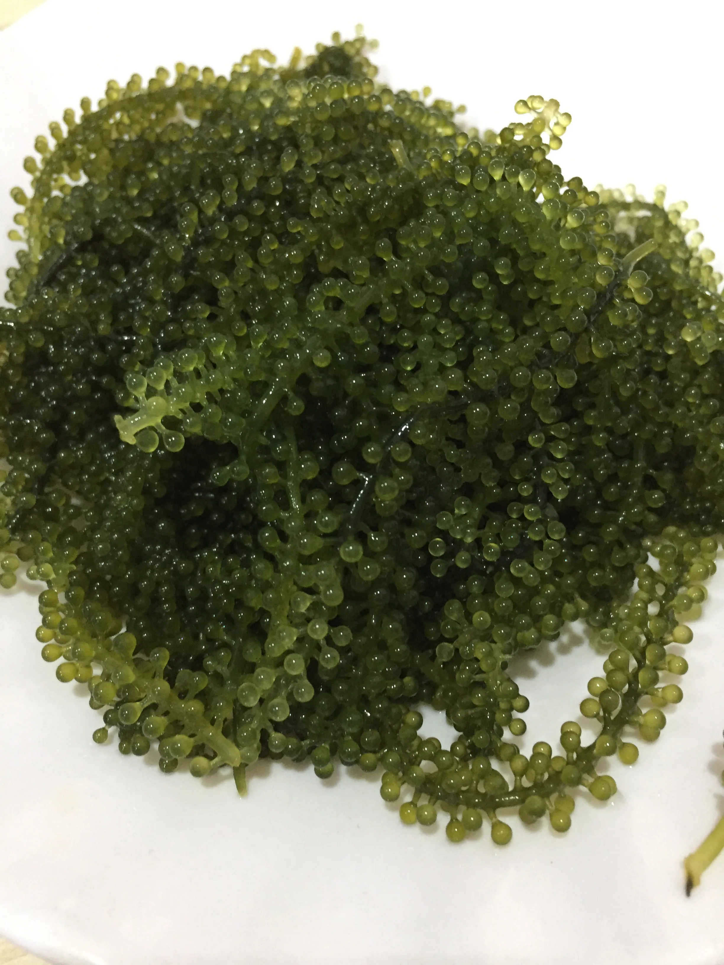 High Quality Dried Grapes Seaweed From Vietnam For Sale With Most ...