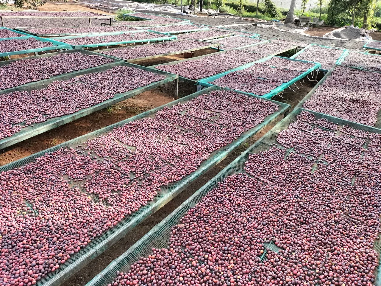 Wholesale Unwashed Robusta G1 S16 Wet Polished Premium Quality Coffee ...