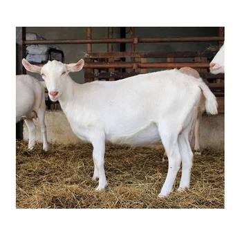 Buy Wholesale Boer Goat Online - Saanen Goats For Sale In Livestock Farm - Buy High Quality Live ...