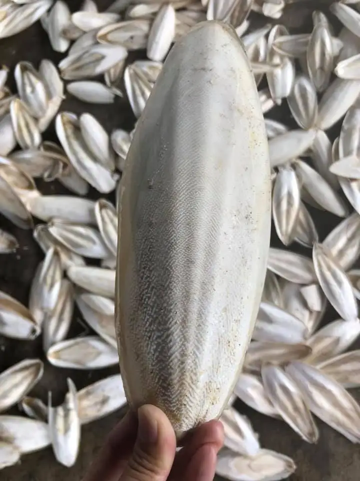 Bone Of Cuttlefish/dried Cuttlefish Bone 10 - 25 Cm Better Price And ...