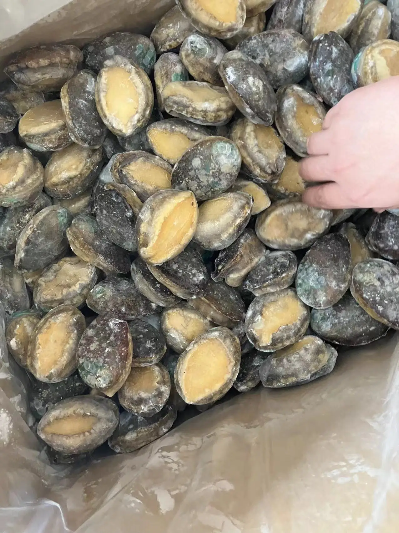 Competitive Frozen Abalone Shell-on IQF Boiled Abalone Meat Chinese ...