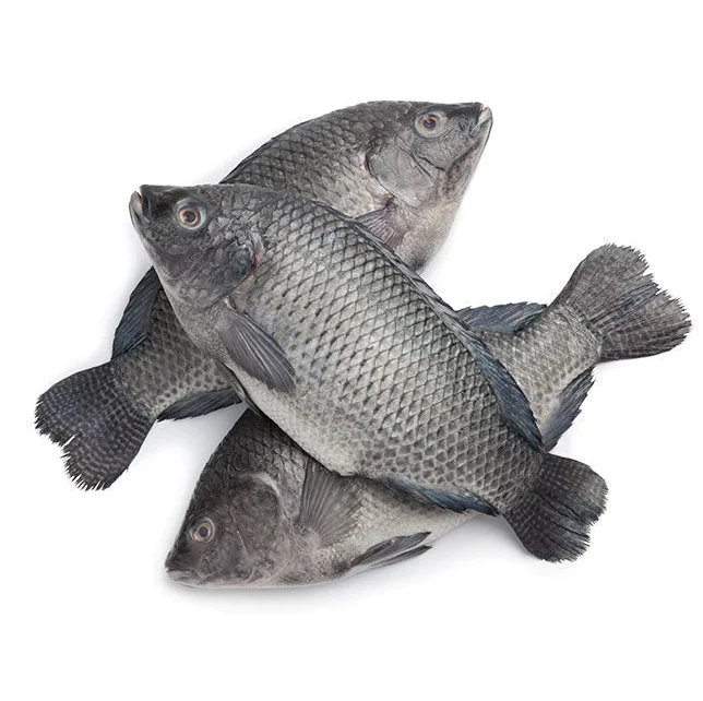 Frozen Tilapia Export,300-500g Whole Round Tilapia Fish - Buy Gutted ...