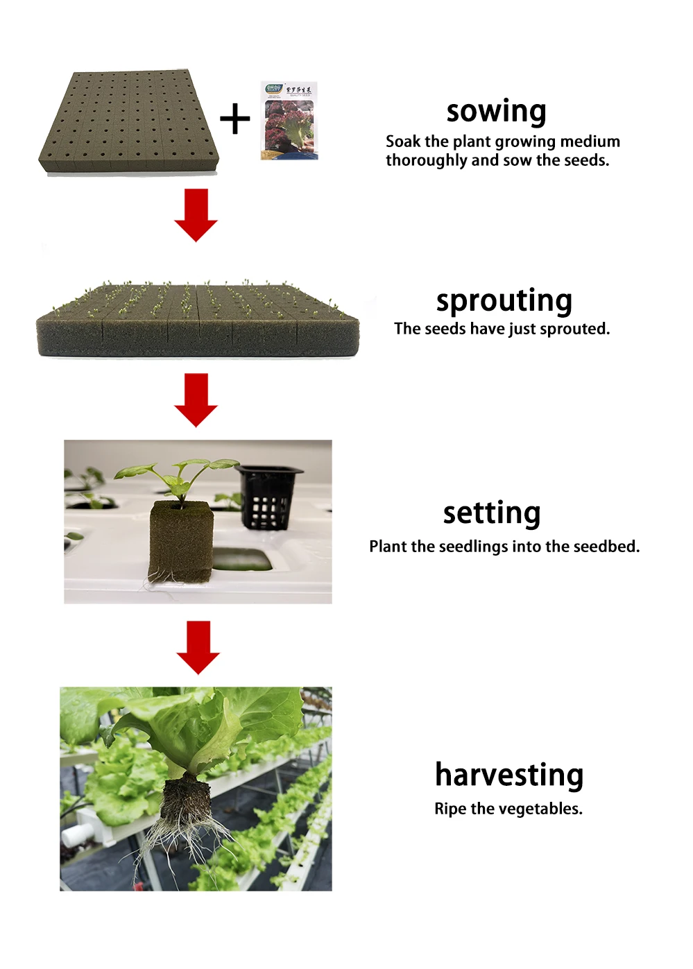 Soilless Culture Substrates for Lettuces - Hydroponic Growing Medium Foam