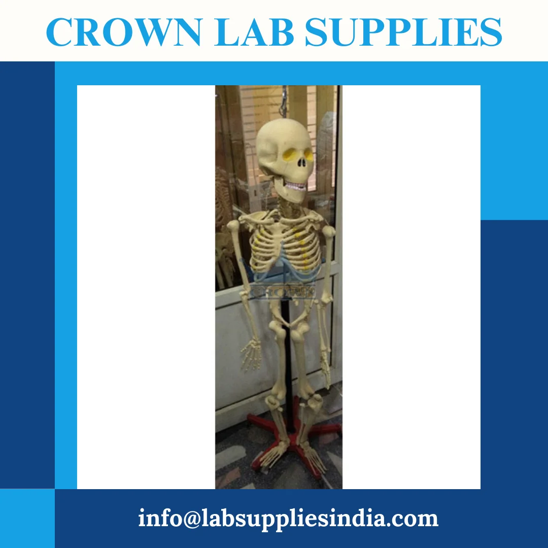 Wholesale High Quality Human Skeleton Model Natural Size OEM Available ...