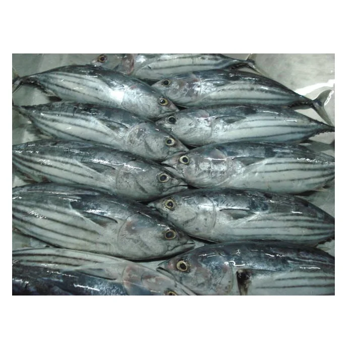 Fresh Frozen Sea Skipjack Tuna Fish At Lowest Prices - Buy Fresh Tuna ...