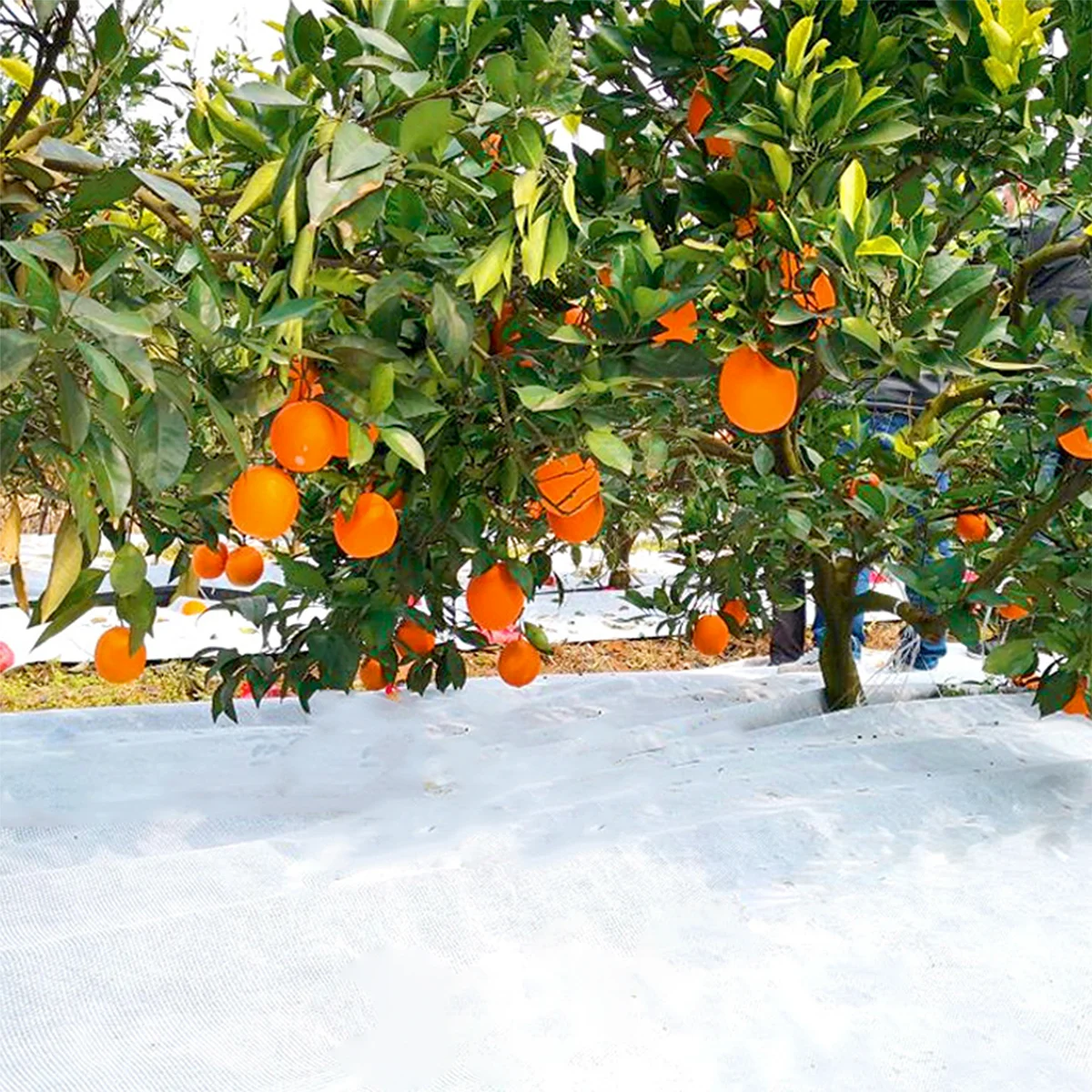 3m X 50m Weed Barrier Landscape Fabric Heavy Duty 9.8ft X 166ft Thicken ...