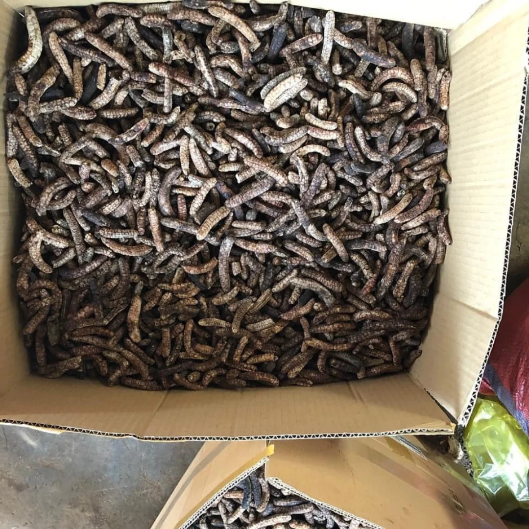 Dried Jungle Pip Banana/ Dried Wild Banana Seeds From Natural Forest ...