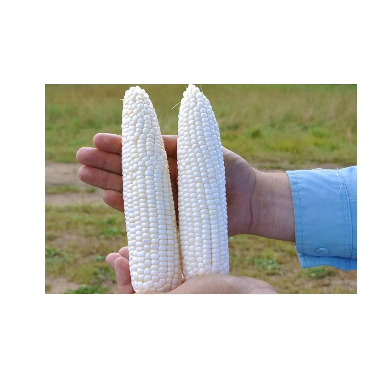 Yellow Corn & White Corn/maize For Human & Animal Feed At Wholesale ...