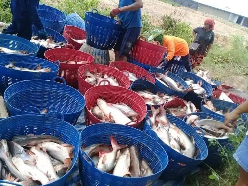 Dry Fish Smoke Pangasius - Natural Sundried Seafood