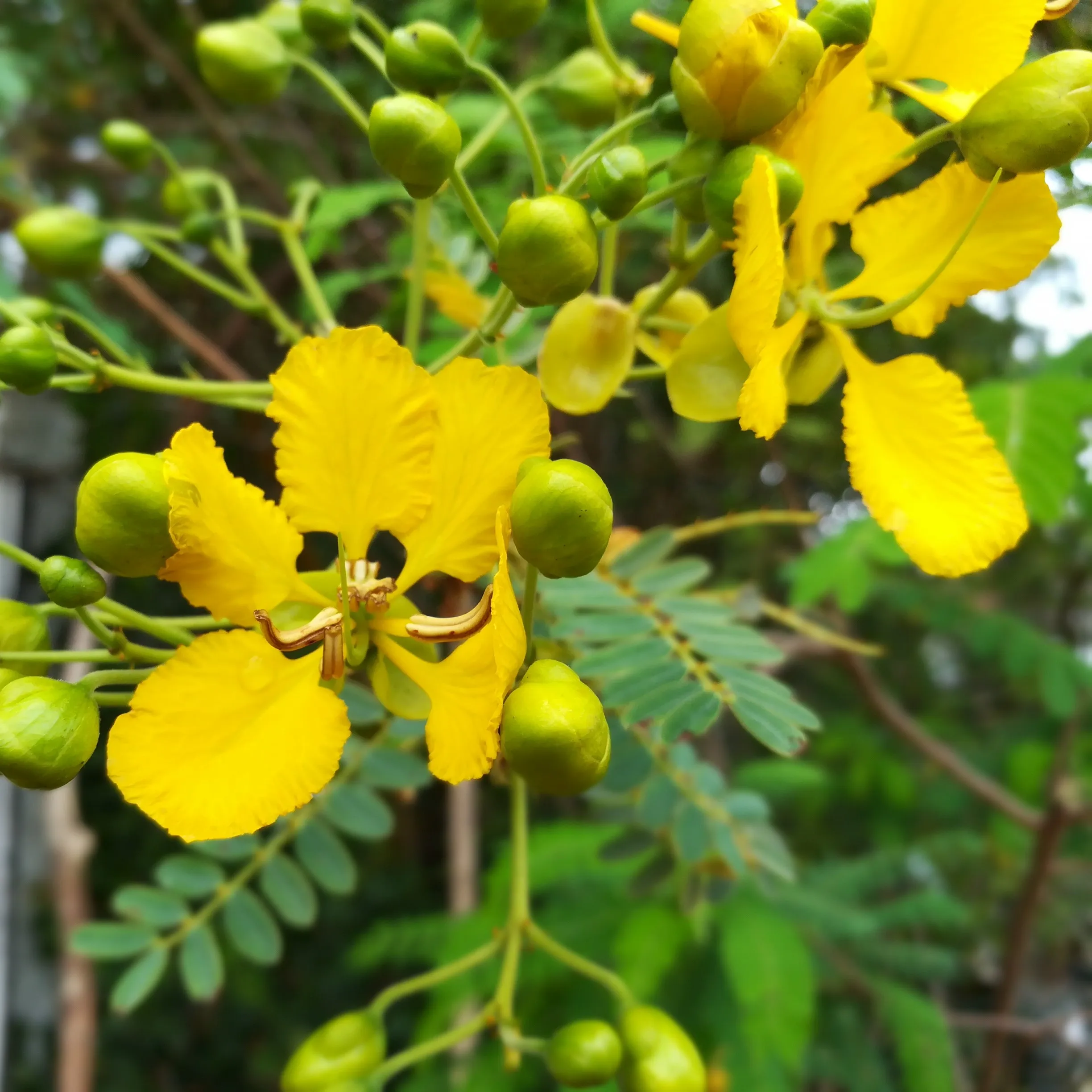 Senna Auriculata Leaves - Ranawara Leaves - Tanner's Cassia - Avarai ...