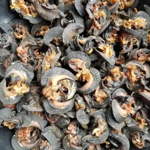 Fresh African Giant Snails/frozen,Dried & Alive Snails - Buy Alive ...