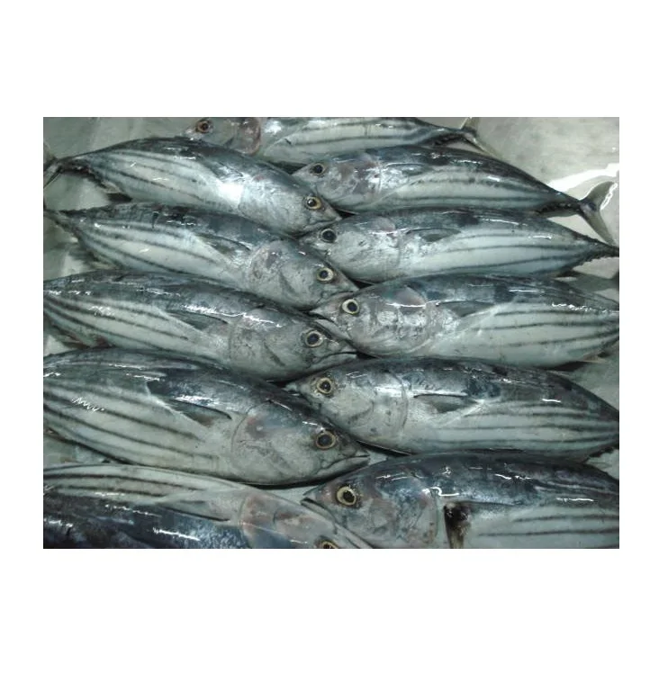 Frozen Skipjack Frozen Bonito Tuna Fish - Buy Seafood Frozen Whole ...
