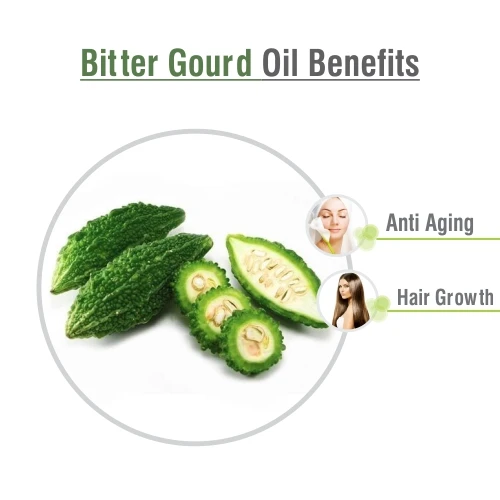 Bitter Gourd Oil 100% Pure And Natural Wholesale Bulk Lowest Price ...
