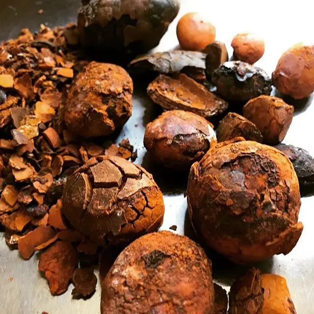 Certified Dried Ox Gallstones from Netherlands for Various Uses