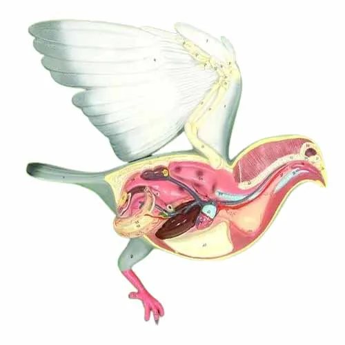 Bird Dissection - Pigeon Natural Size Dissection Showing All the ...