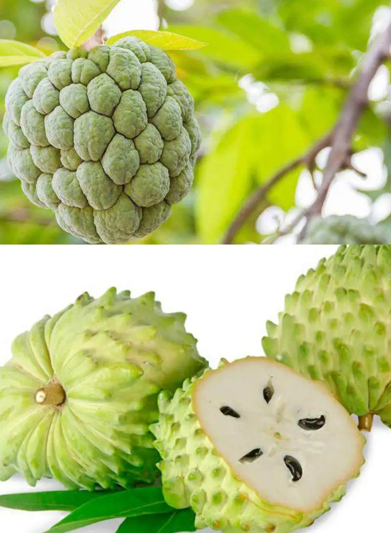 Alibaba.com: IQF frozen soursop pulp and puree, wholesale from Vietnam ...