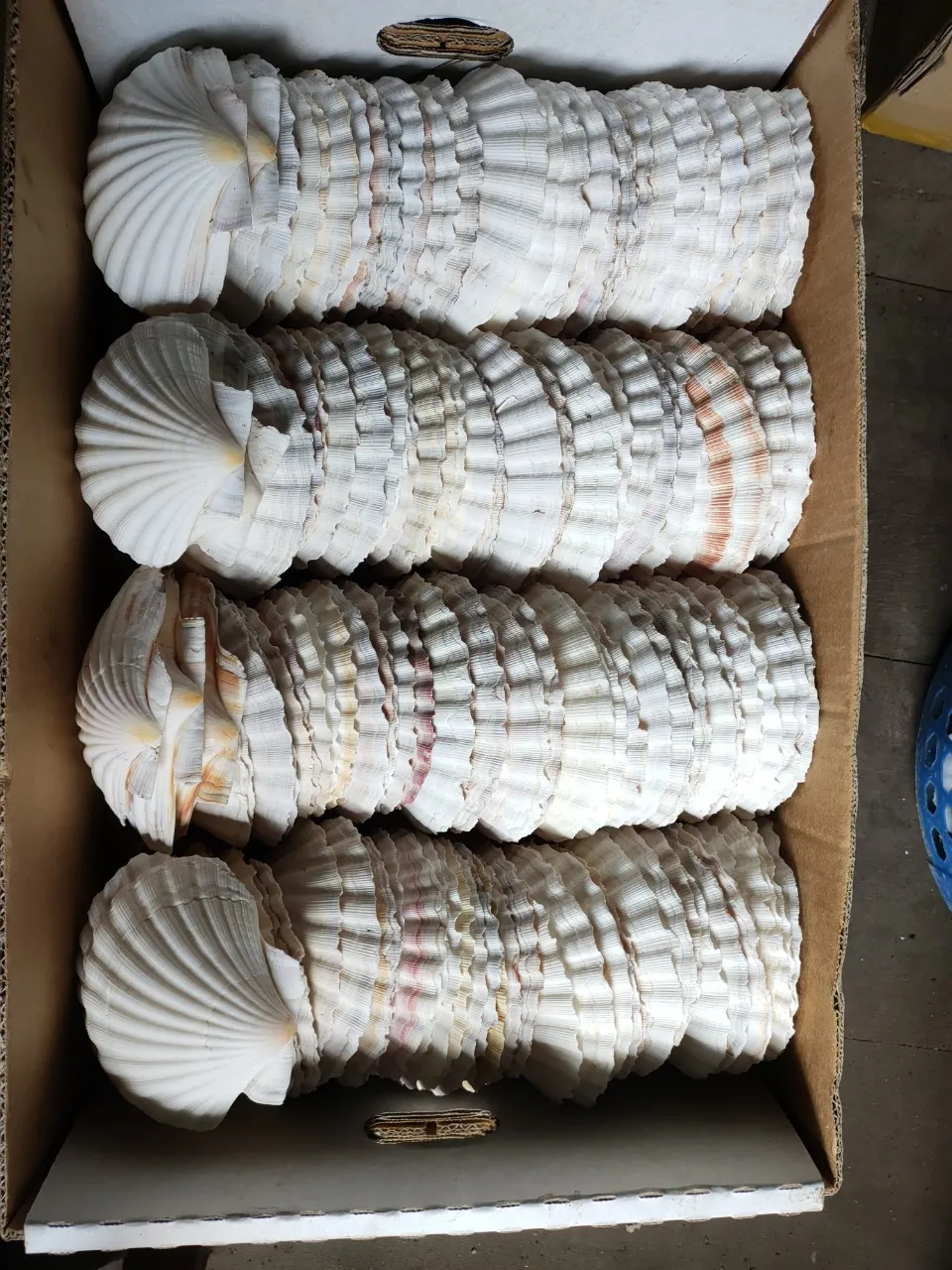Natural Baking Shells,Scallop Sea Shells 4 -5 Inch,Natural Scallop ...