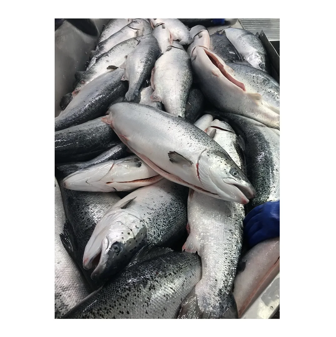 Salmon Fish Frozen Fillet Fresh And Frozen Atlantic Salmon Fish/whole ...