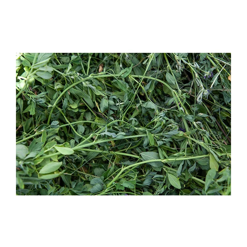 Alfalfa For Feeding Animals For Cattle And Other Farm Animals Great ...