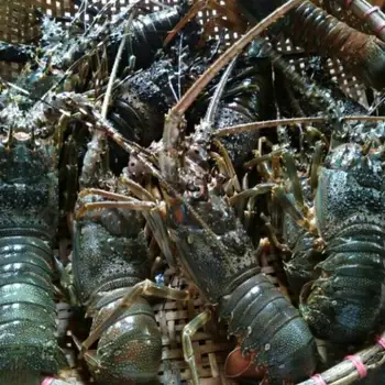 Fresh Live Lobster | Wholesale Live Canadian Lobsters | Live Boston ...