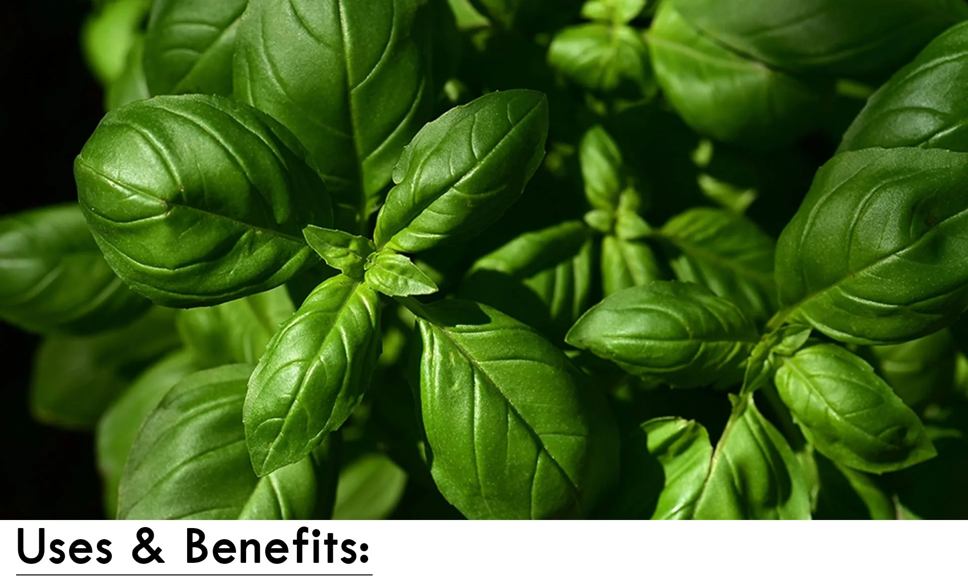 Private Label Basil Oil 100% Pure Natural Organic Sweet Basil Oil For ...