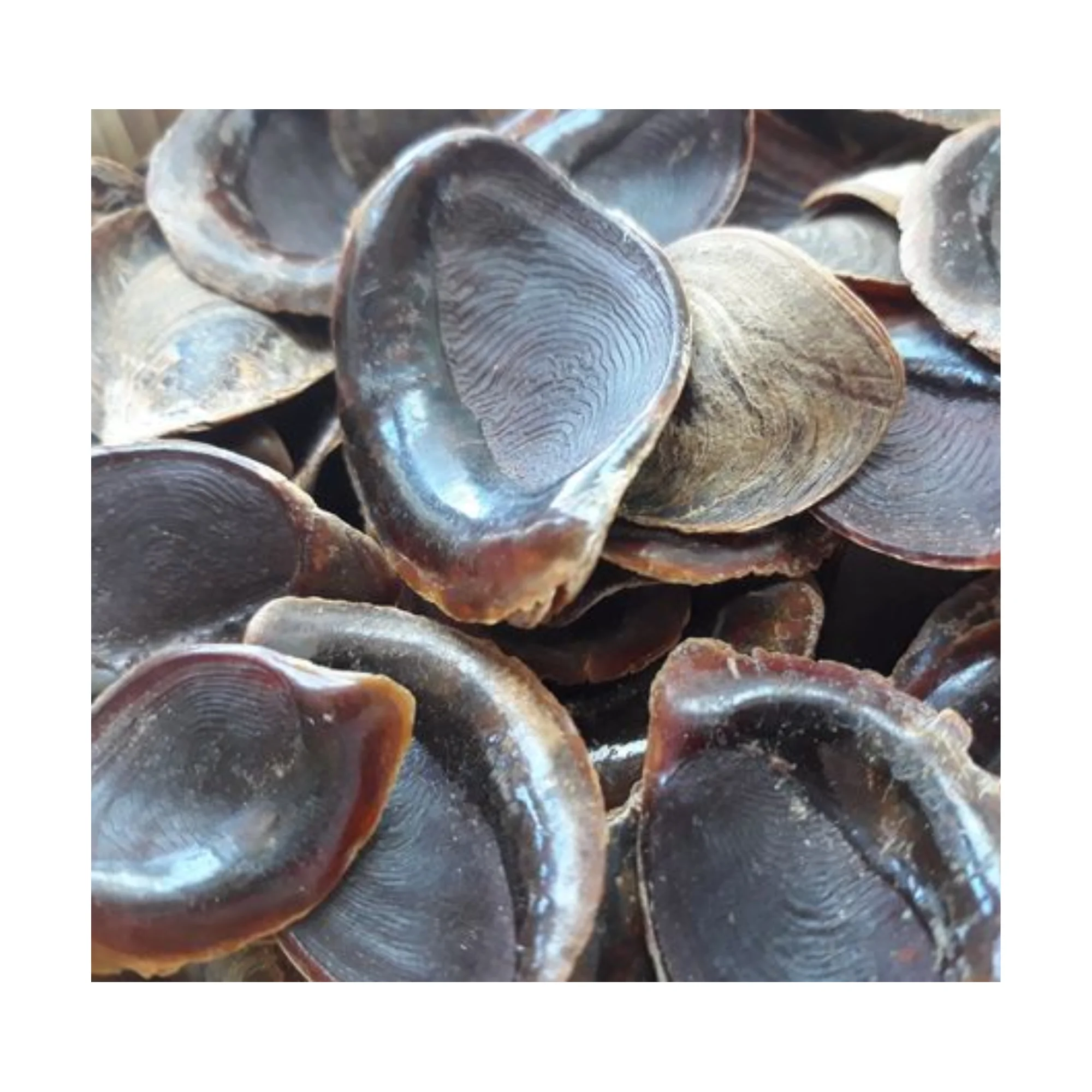 Promotional Murex Operculum Seashells / Gastropods Operculum shells ...