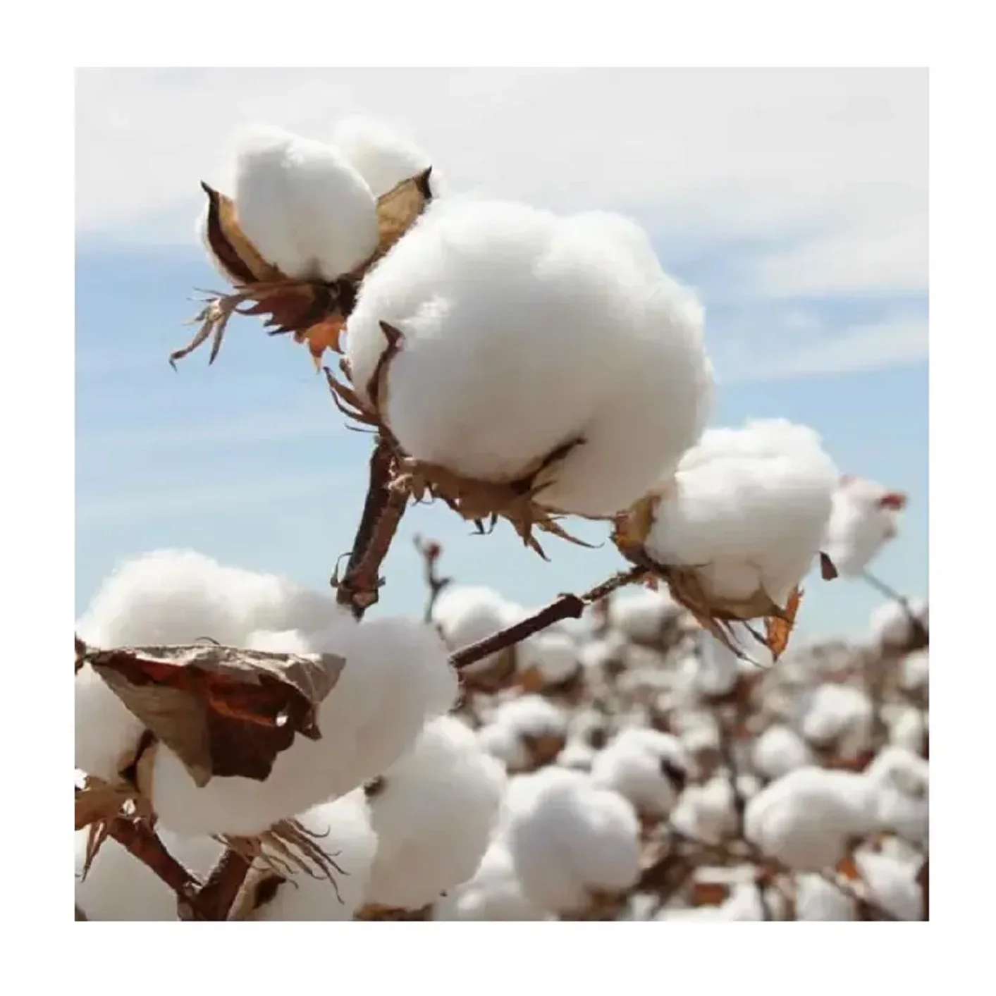 Wholesale Exporter of Premium Organic Raw Cotton for Spinning