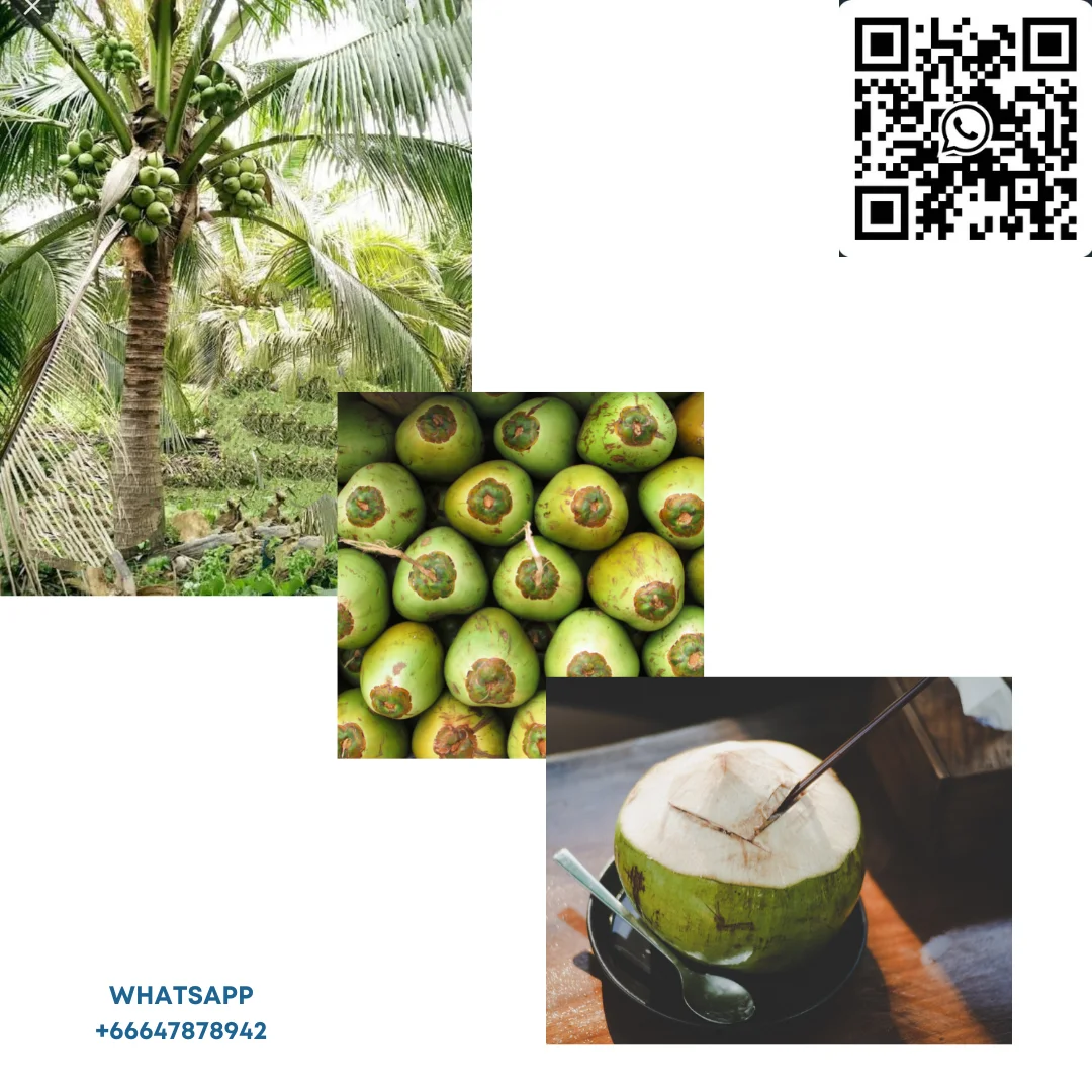Product Of Thailand Natural Coconut Drink Organic Cheewa Coconut Water ...