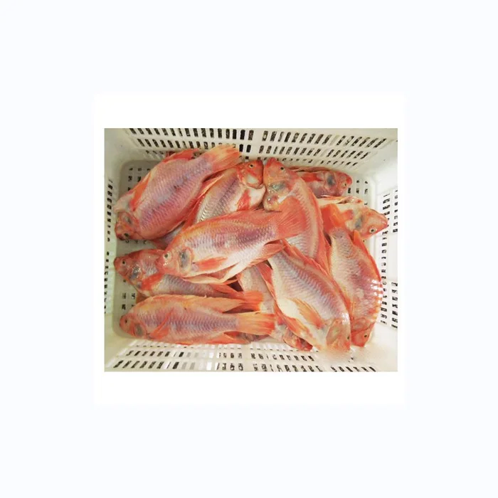 Seafood Fresh Frozen Red Tilapia Fish Red Snapper Tilapia Fish for ...