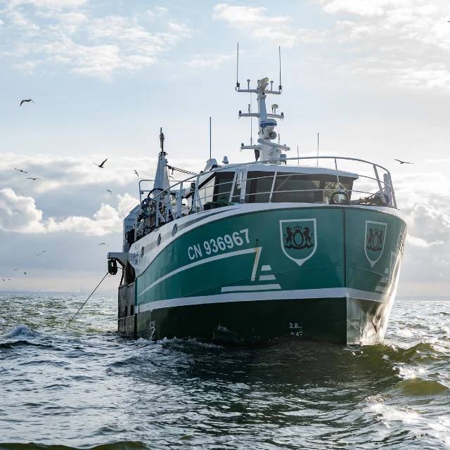 Frozen Queen Scallop Meat Roe On - Aequipecten Opercularis - Buy French ...