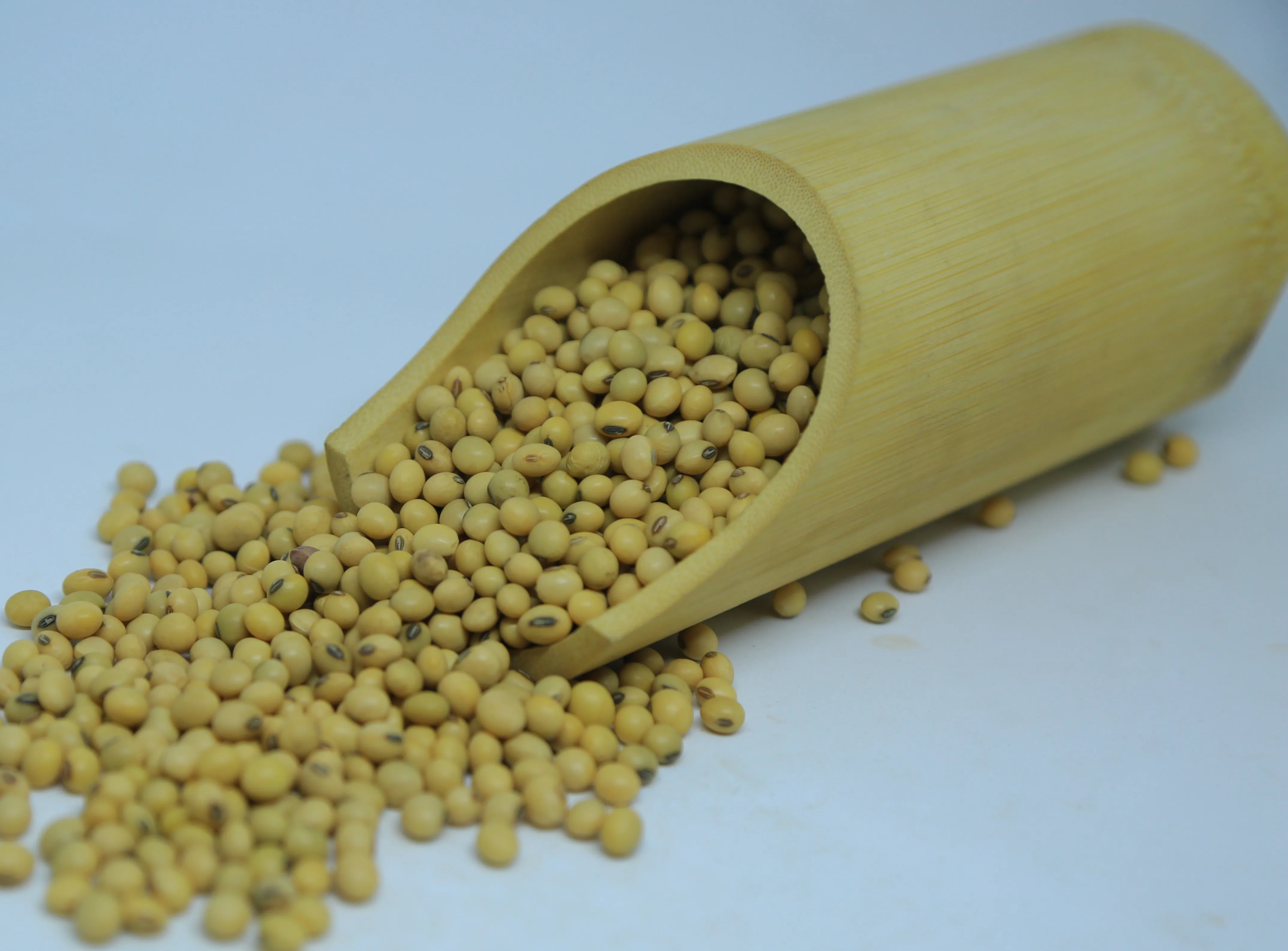 2024 Harvest Ethiopian Soya Beans - 14% Max Moisture,Grade 1 Quality,Bulk Quantity Available ...