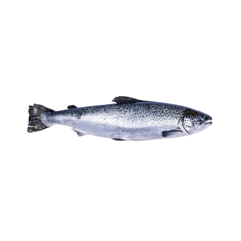 Fresh Salmon - Pure Food Fish Market - Buy Fresh Salmon Fish Fillet ...