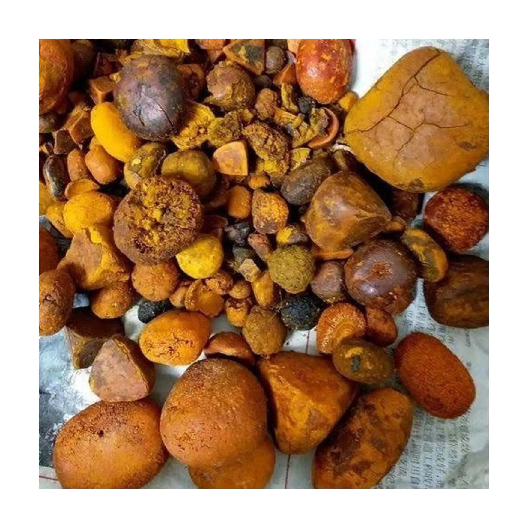 Ox Gallstones 80/20 Cow,Ox,Cattle Gallstones 100% Natural Ox Gallstones ...