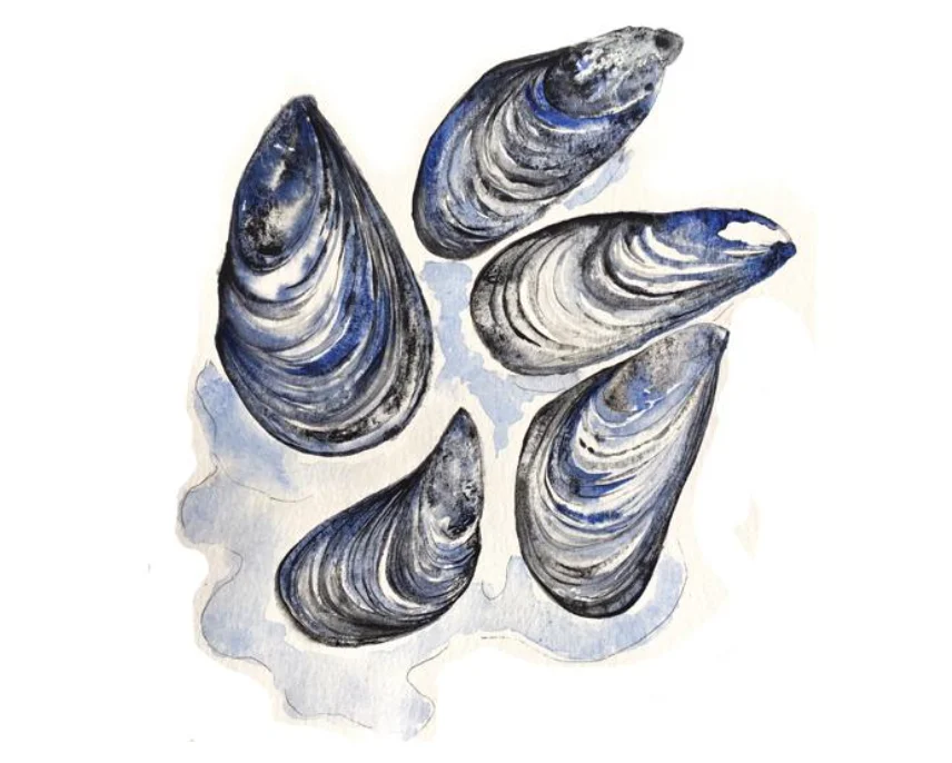 High Quality Frozen Mussels Clam Oyster Blue Mussel Scallop Shellfish ...