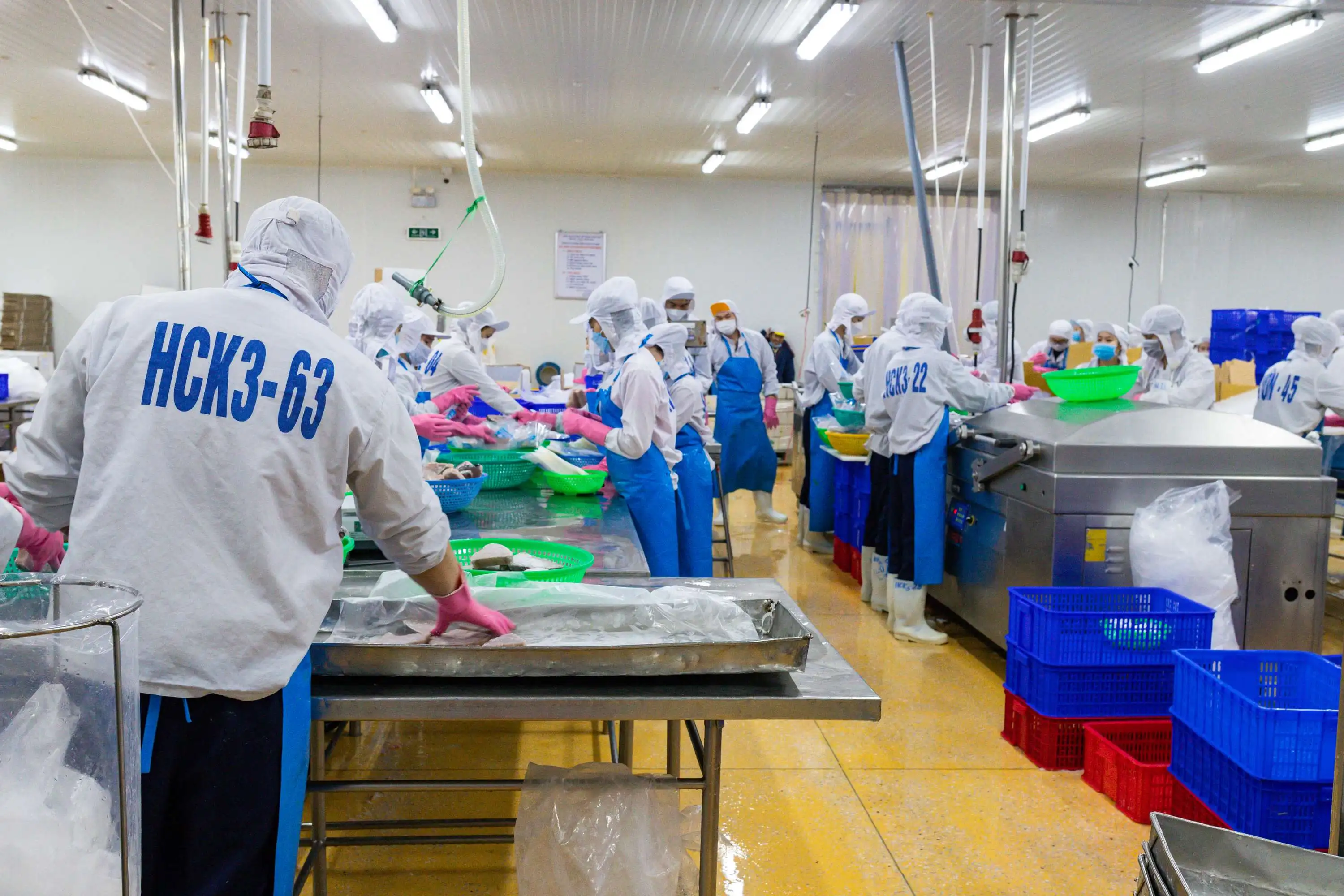 Frozen Yellowfin Tuna Wholesale - Co Tuna Saku - Good For Health Ready ...