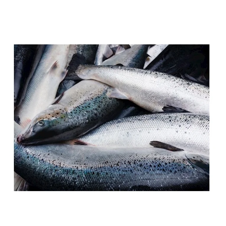 Salmon Fish Frozen Fillet Fresh And Frozen Atlantic Salmon Fish/whole ...