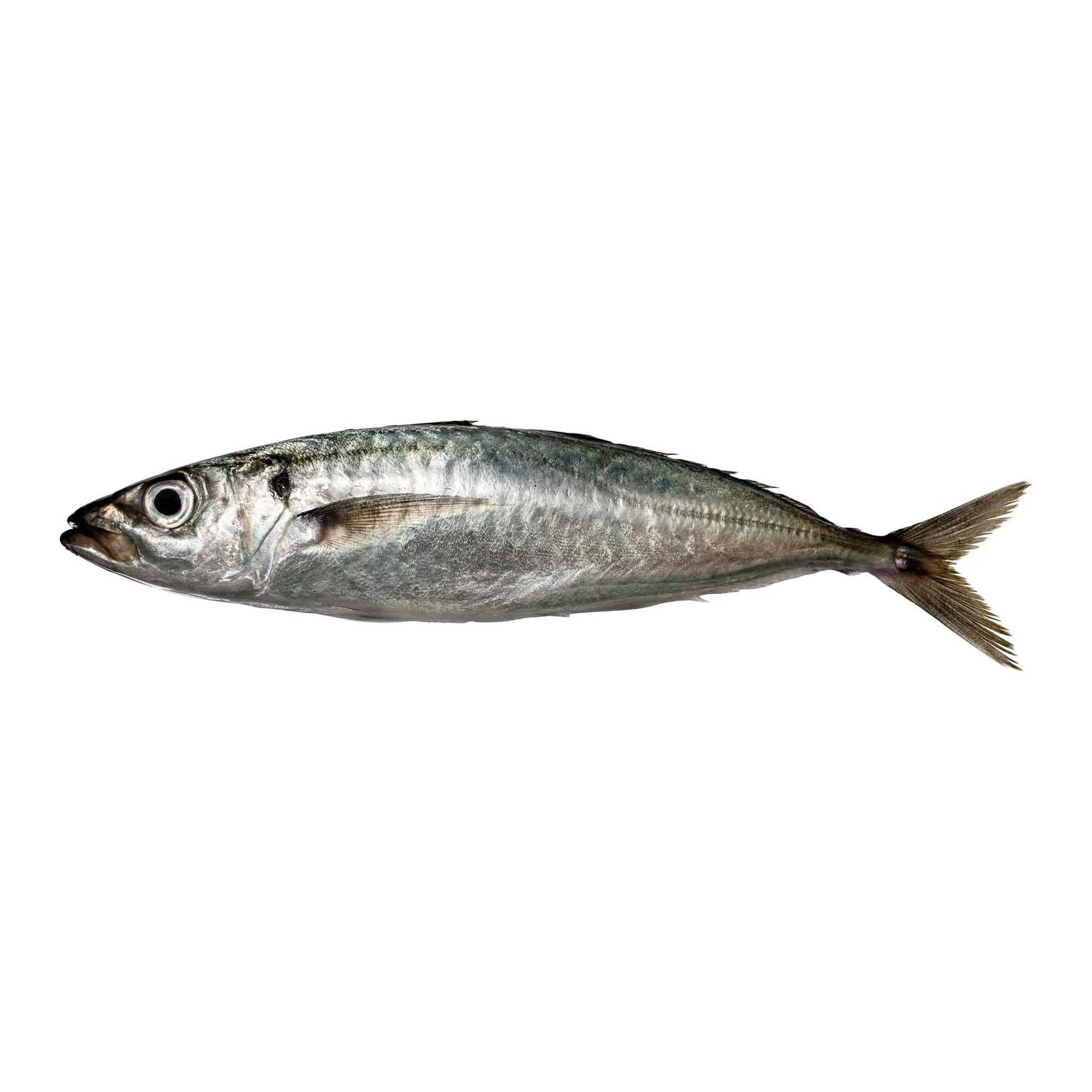 High Quality Export Frozen Horse Mackerel Fish At Best Price - Buy ...