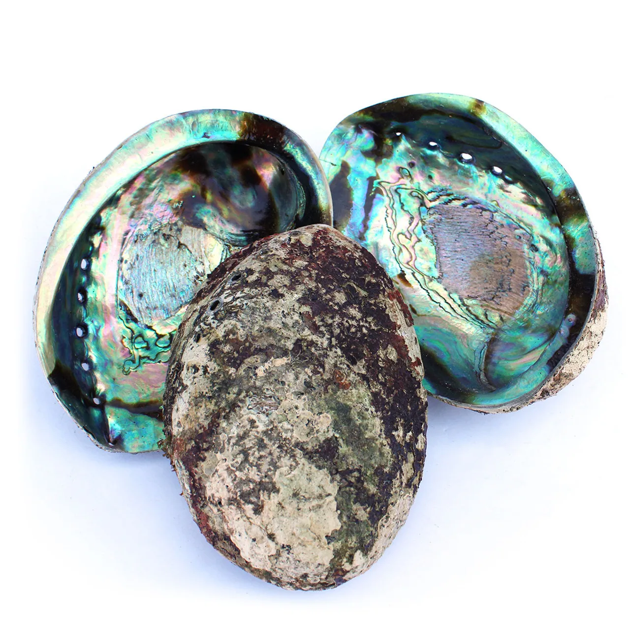 Blue abalone natural raw clean dry paua shells piece competitive large ...