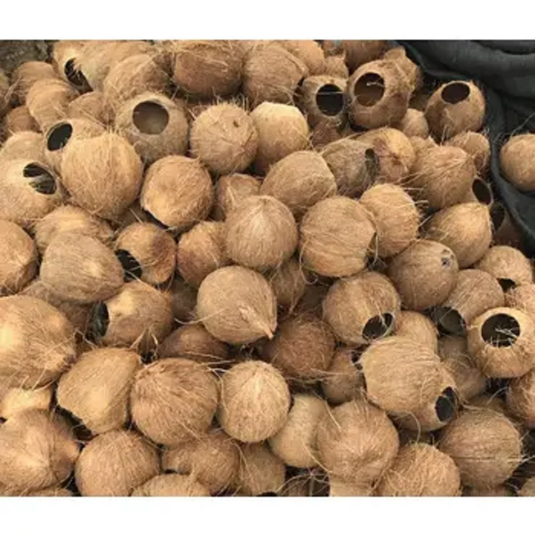 Coconut Shells for Wholesale: Crushed & Half Types at Competitive ...
