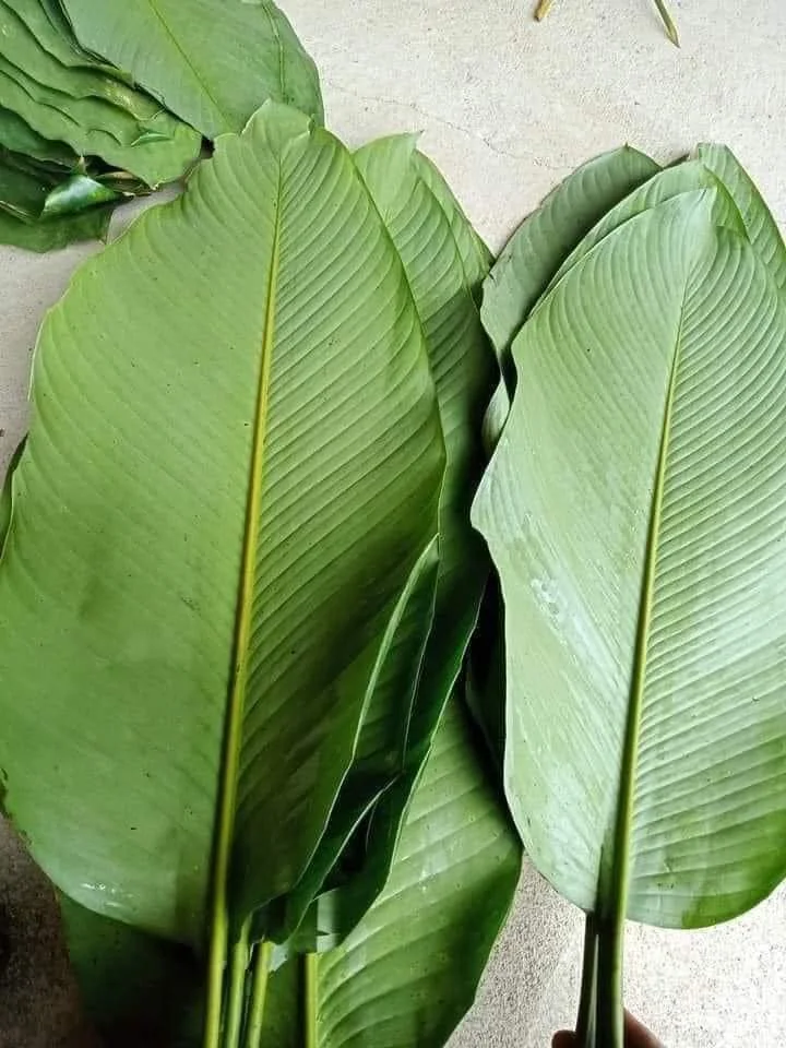 Dong Leaf Wrap Food Friendly With Environment And Cheap Price From ...