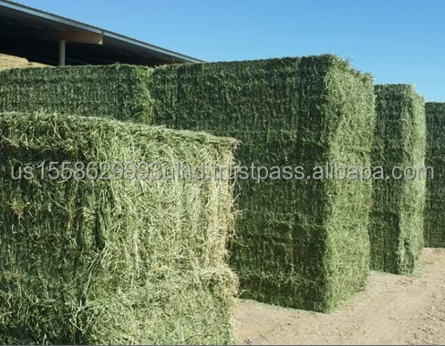 Alfalfa Hay Bales/ Alfalfa Cubes/ Alfalfa Pellets Stock Available ...